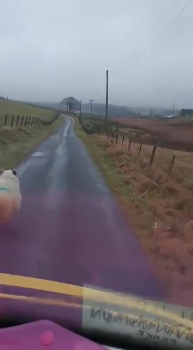 Angry Scottish Man vs Sheep - Coub