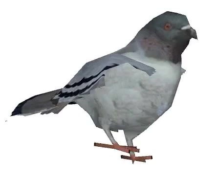 bird - Coub