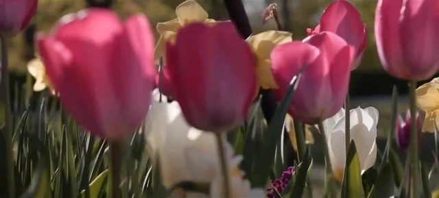 SPRING - Coub - The Biggest Video Meme Platform