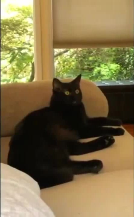 Cat Morse code - Coub