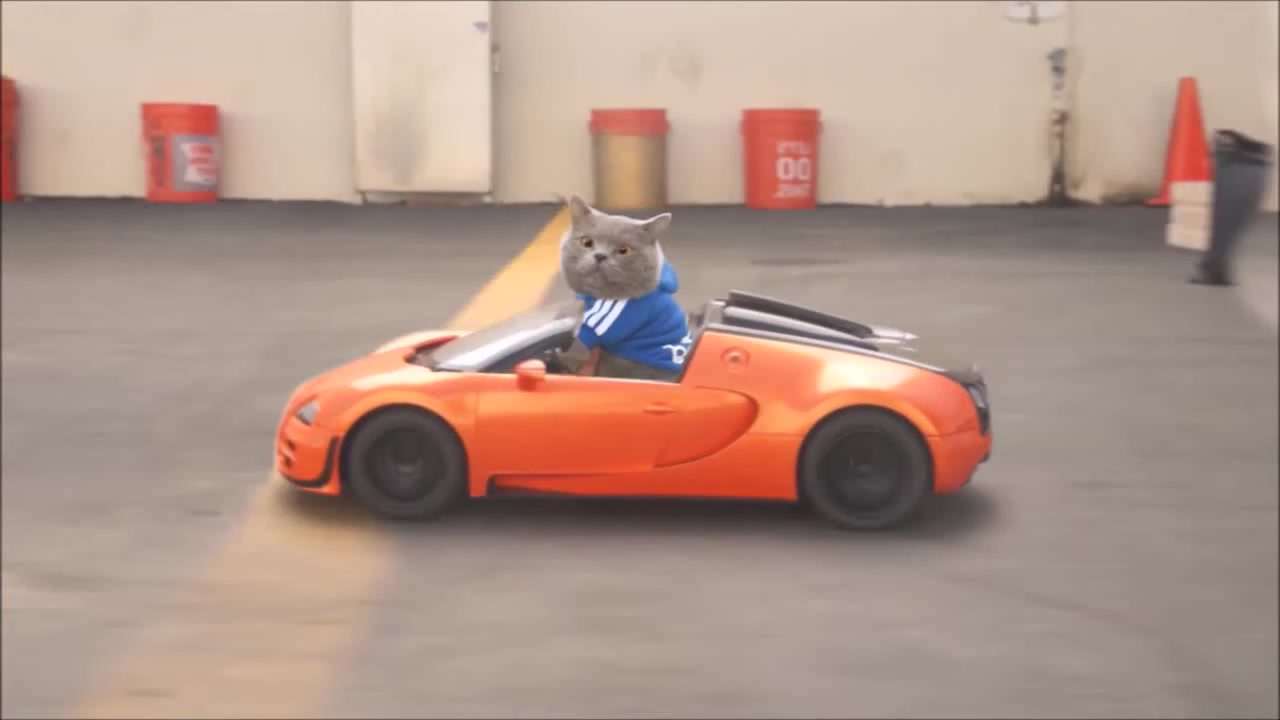 Cats & Dogs drag racing? - Coub
