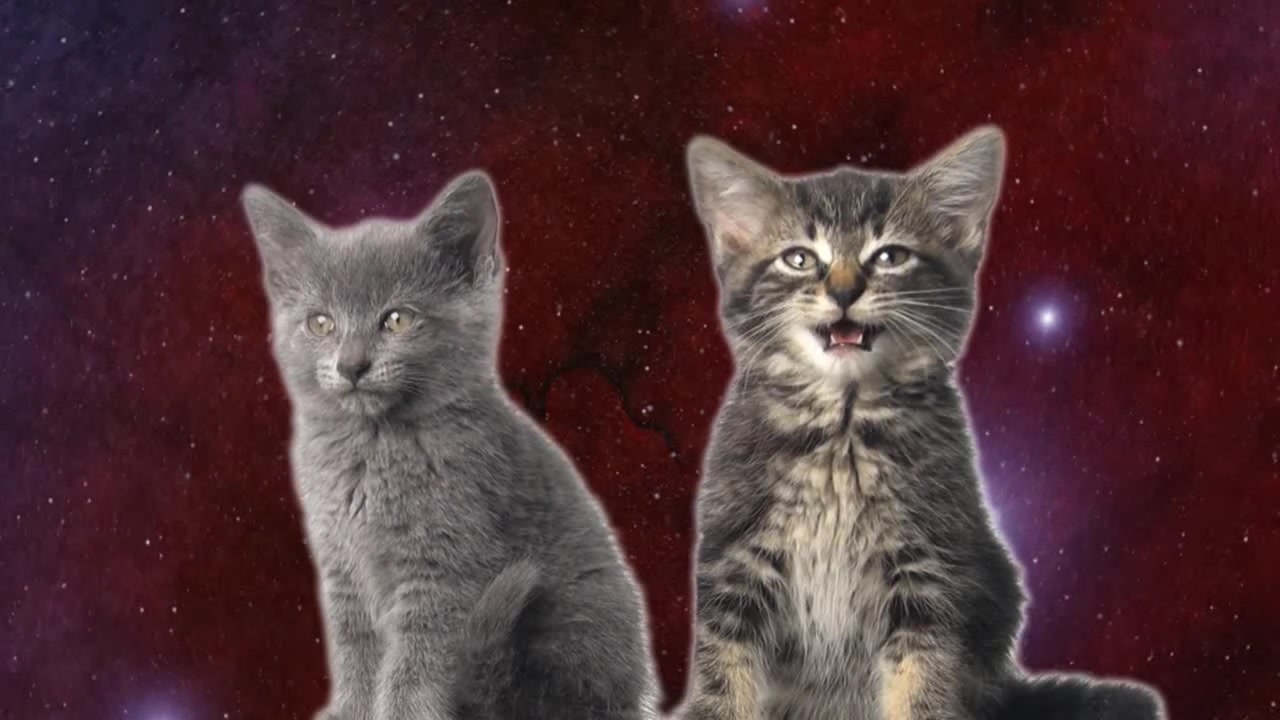 Space Cats — Magic Fly - Coub