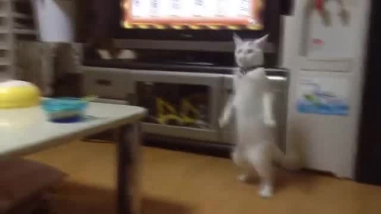 Exorcist cat - Coub - The Biggest Video Meme Platform
