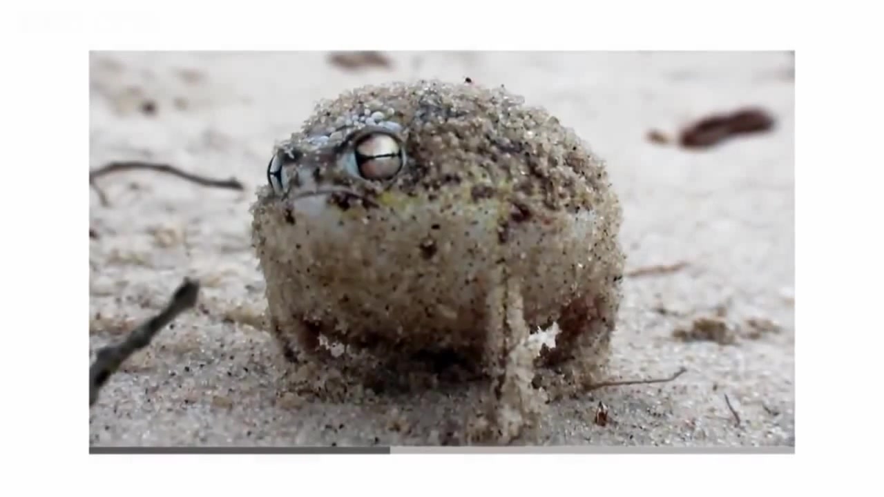 Desert Rain Frog Ye Boi - Coub