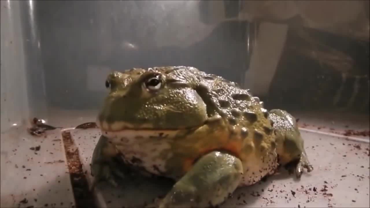 Giant African Bullfrog VS ALL! FIGHT TO THE DEATH (Battling Bugs) - Coub