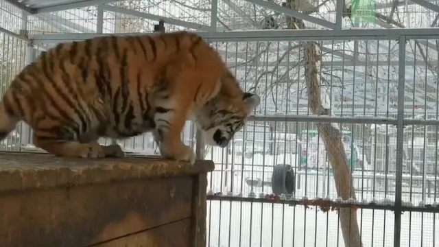 current mood - tiger - Coub