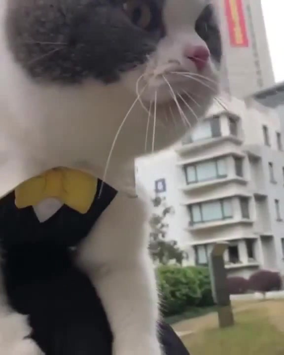 Trance Cat - Coub - The Biggest Video Meme Platform