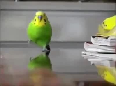 Bird runs for life (epic explosions) - Coub