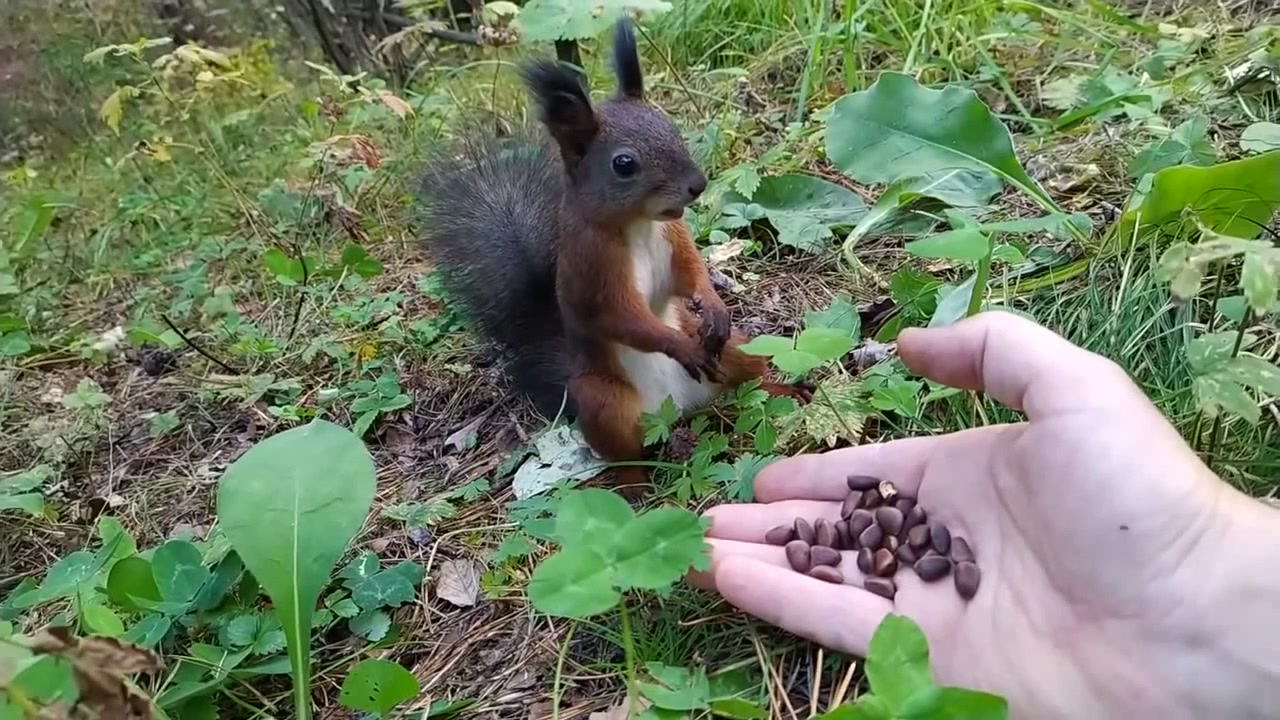 Squirrel’s 2020 PTSD Flashback - Coub