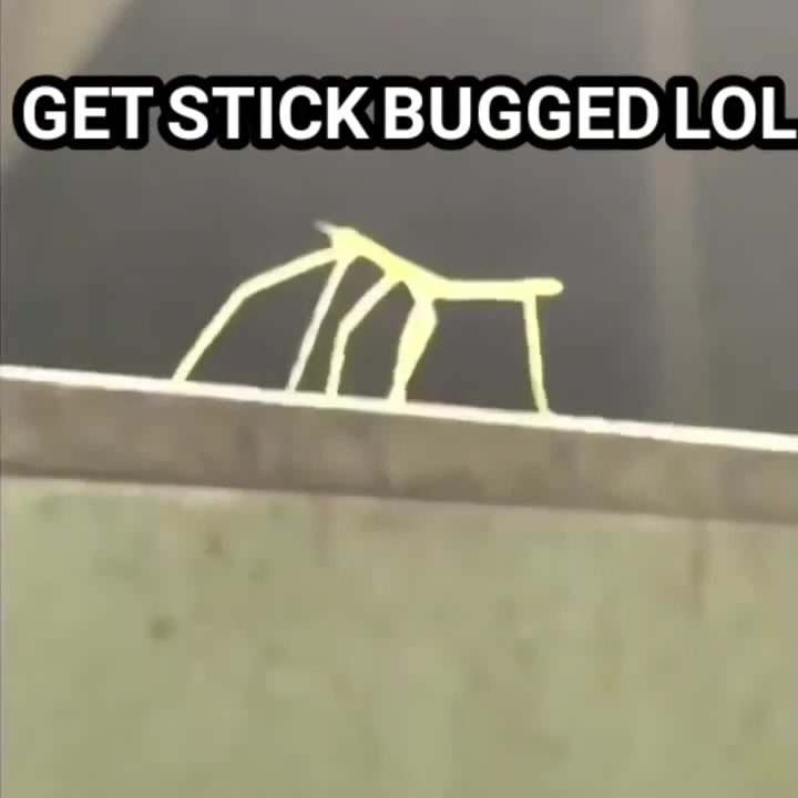 Get stick bugged lol - Coub