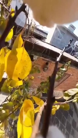 POV: cat parkour - Coub