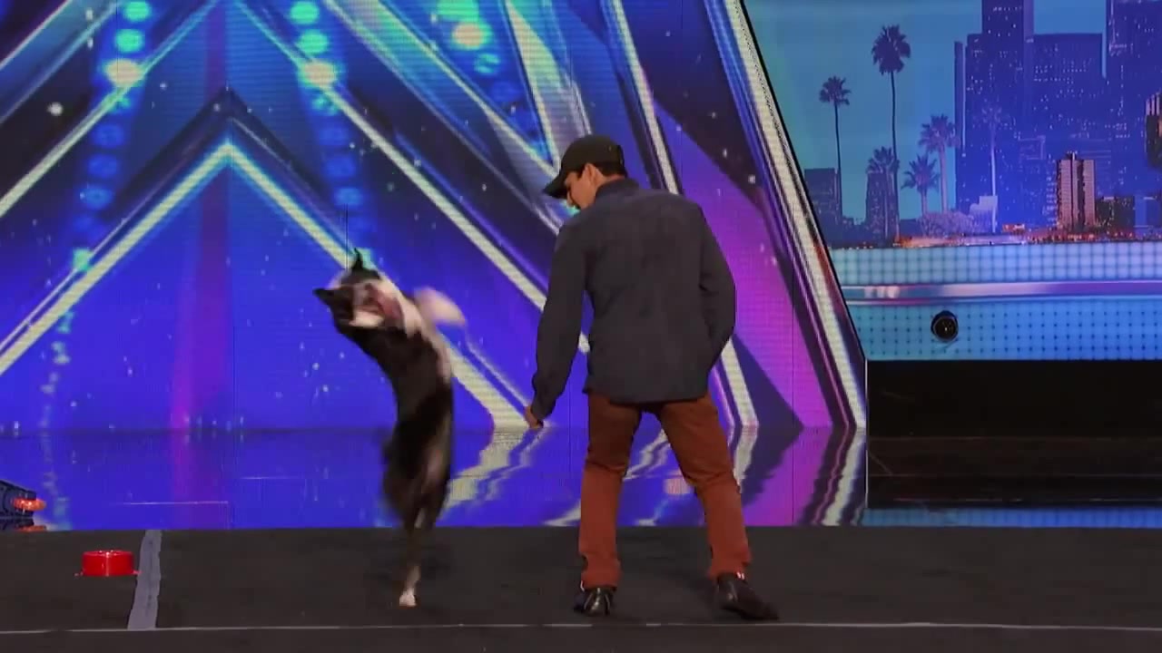 Incredible flipping dog - Coub