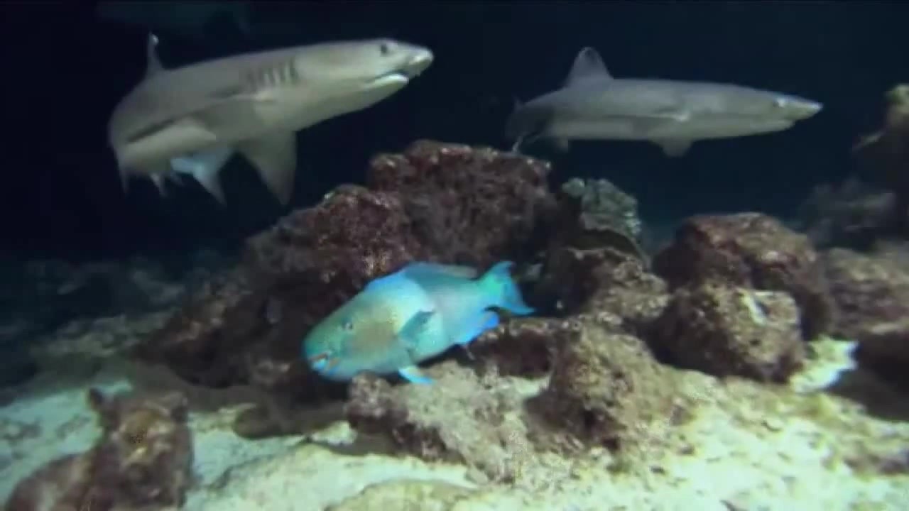 Keep a low profile - Coub