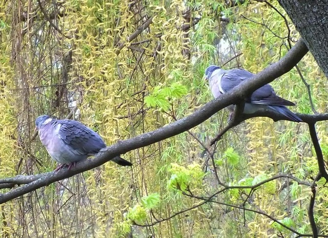 what's birds love 🕊 - Coub