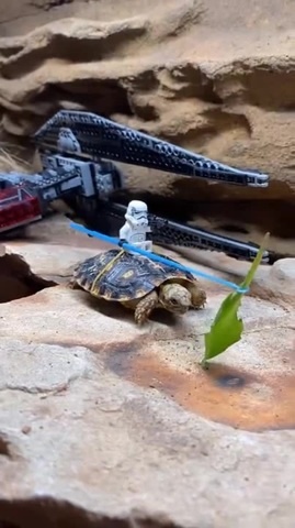 Star Wars turtles 🐢 the Special Edition! - Coub