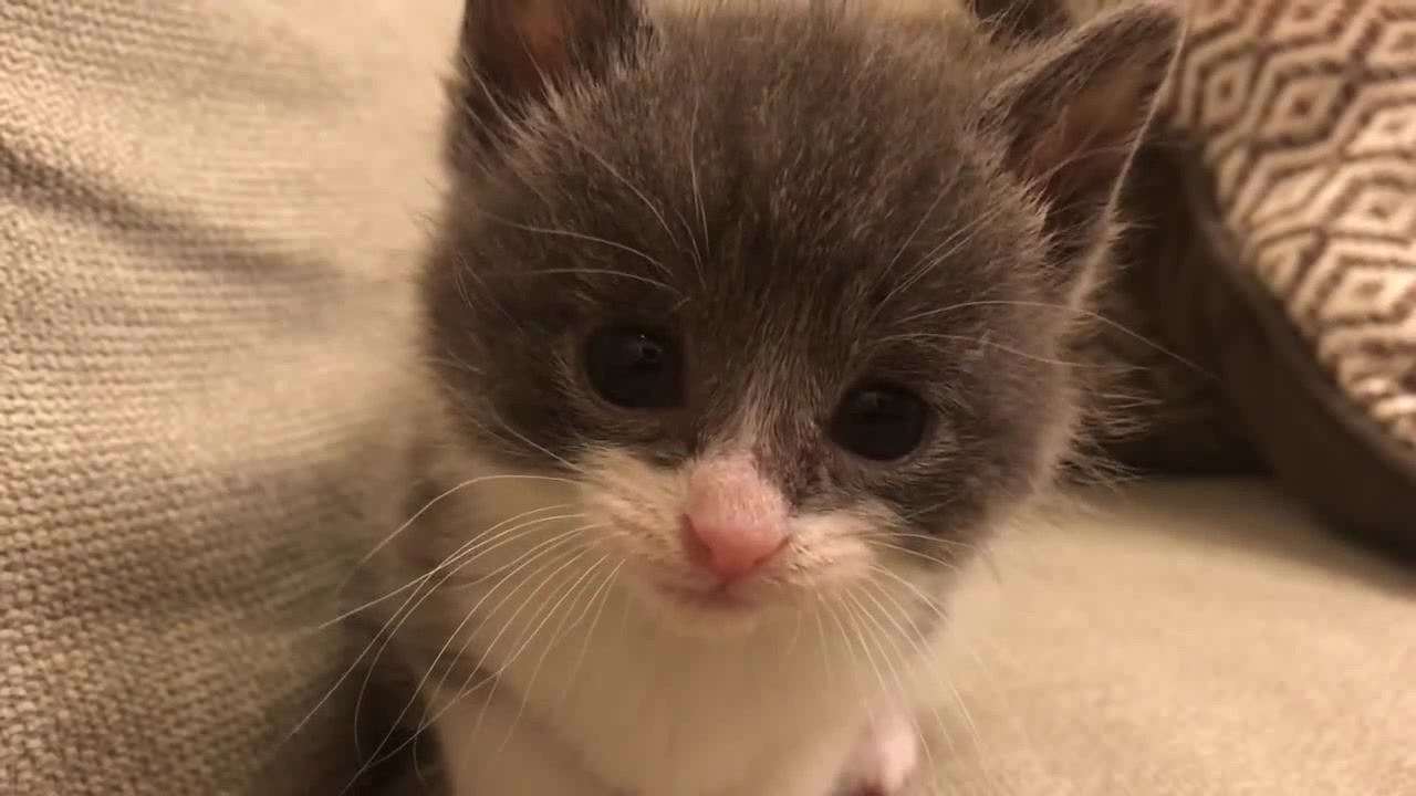 Emaciated Kitten - Coub