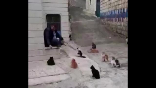 Philosophy for cats - Coub