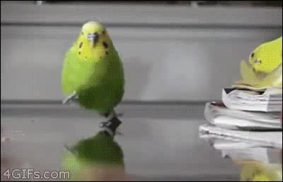 Parrot running from explosion - Coub