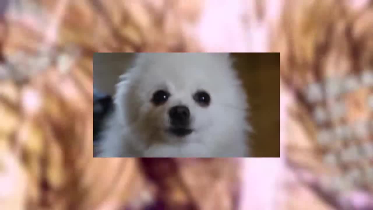 Gabe The Dog - Bloody Stream - Coub