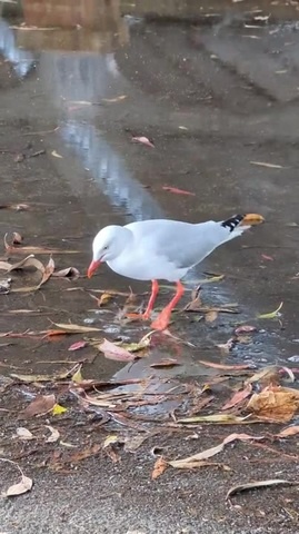 dancing seagull - Coub