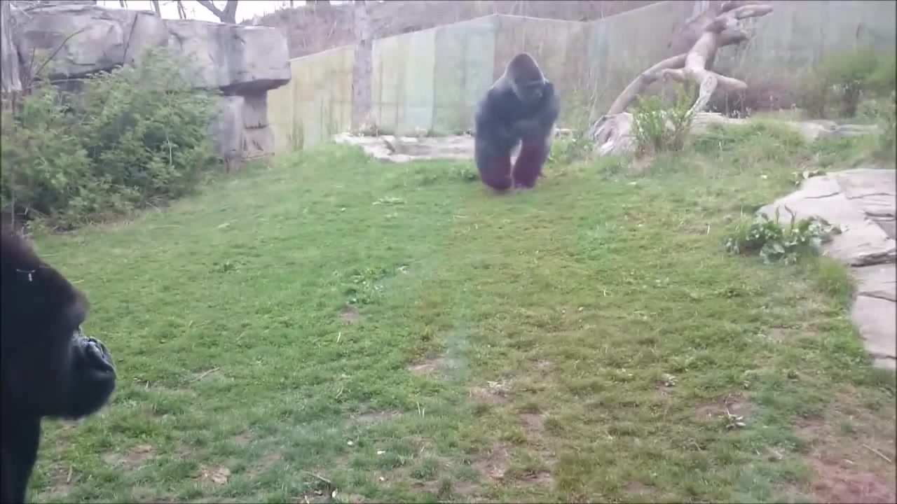 Sabaton Winged Hussars-Silver Back Attacks - Coub