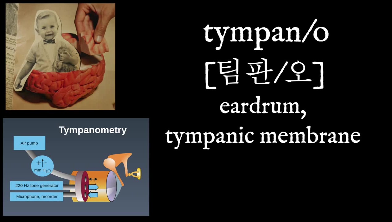 Tympan/o, Steat/o, Staped/o [Medical Terminology Affixes] - Coub - The ...
