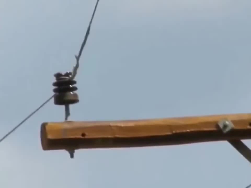 Monkey Electrocuted While Swinging on Power Lines - Coub
