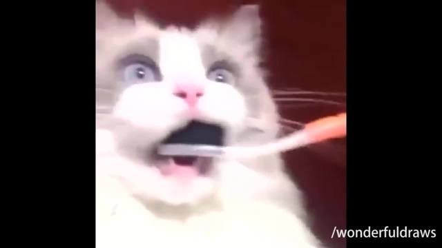 Cat vietnam flashback - Coub