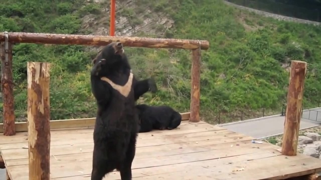 Gansta black bear - Coub - The Biggest Video Meme Platform