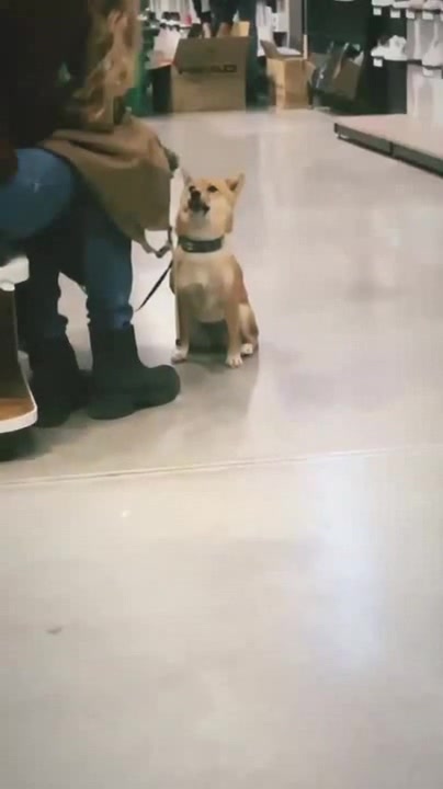 mini hachiko😍😍😍 - Coub