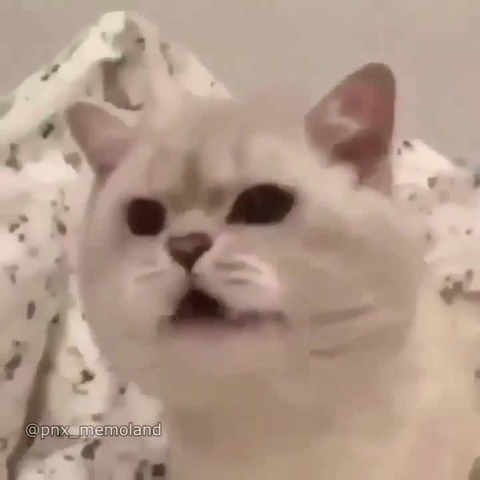 Cat BSOD - Coub