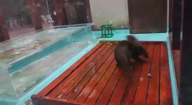 otter dancing to old emo songs - Coub