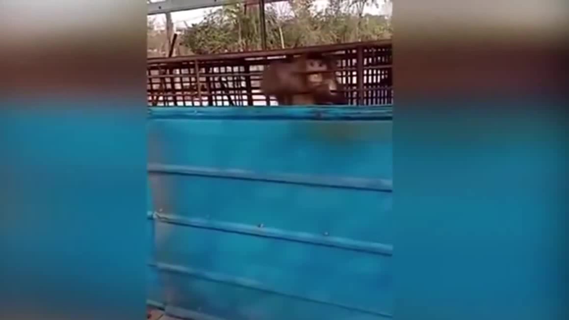 Monkey thuglife - Coub