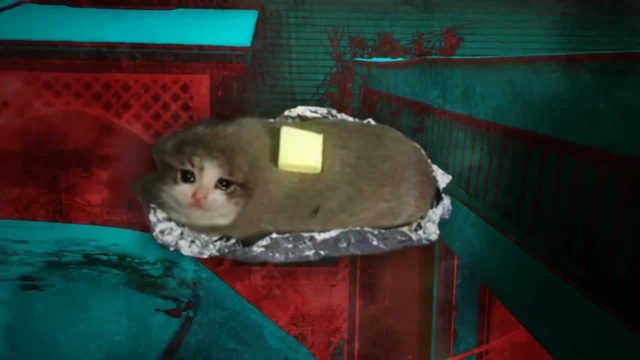 Stranger Cats - Coub