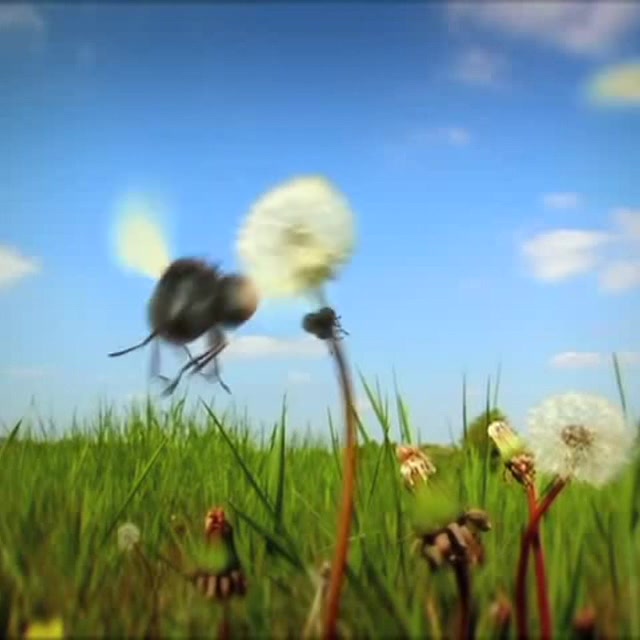 Minuscule - Lady Bug / La Coccinelle (Season 1) - Coub