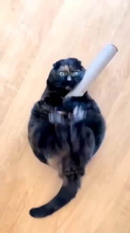 Through the Fire and Cats - Coub