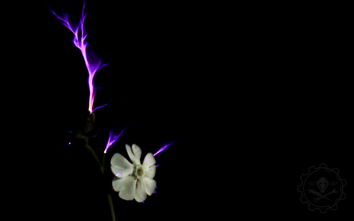 Tesla's flower - Coub