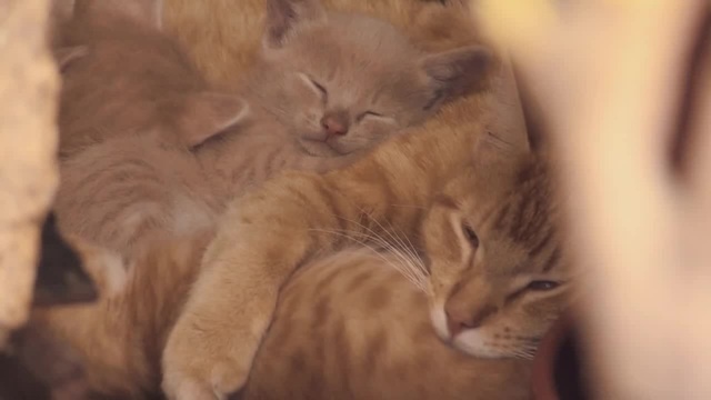 cat and kittens - Coub