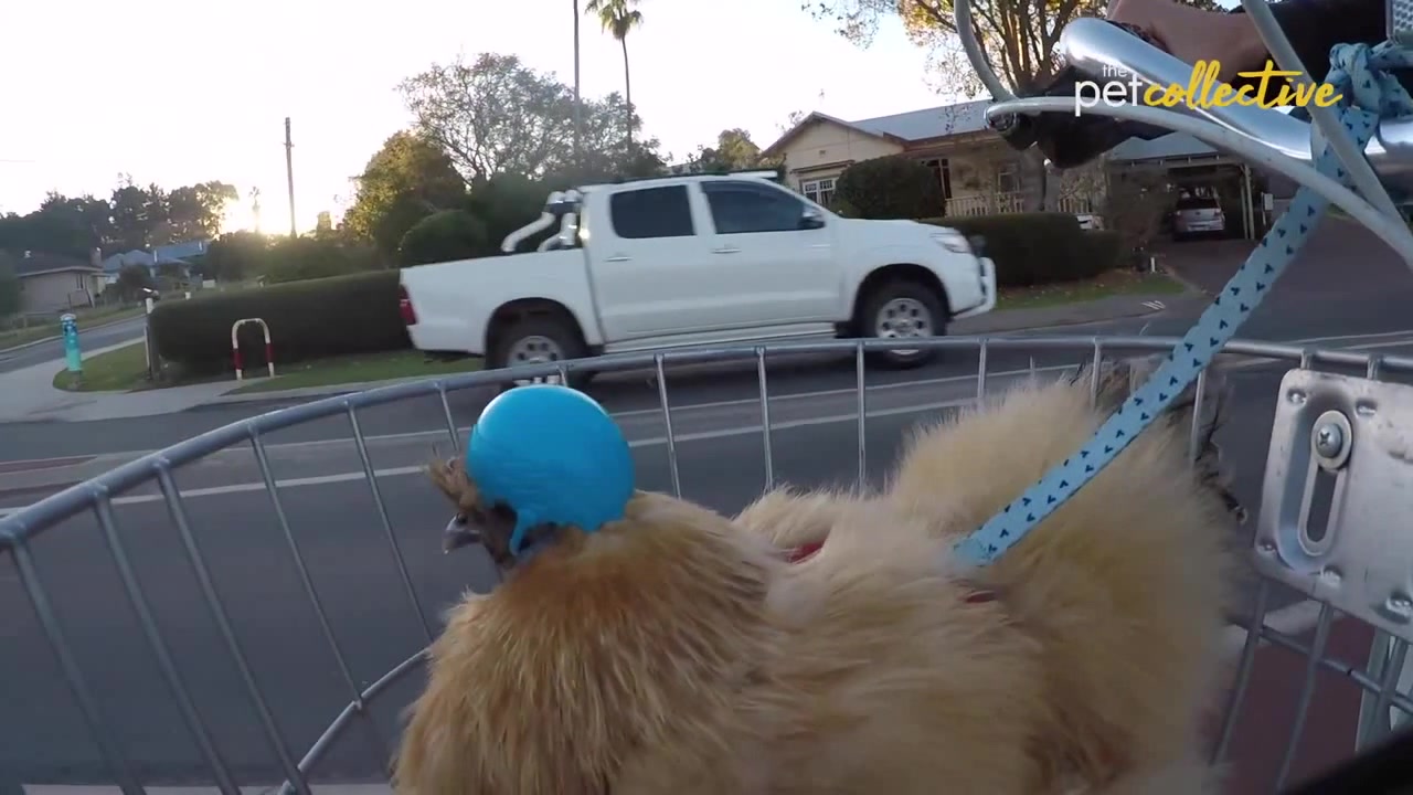 Killer On The Road - Coub