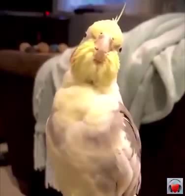 Parrot - Coub