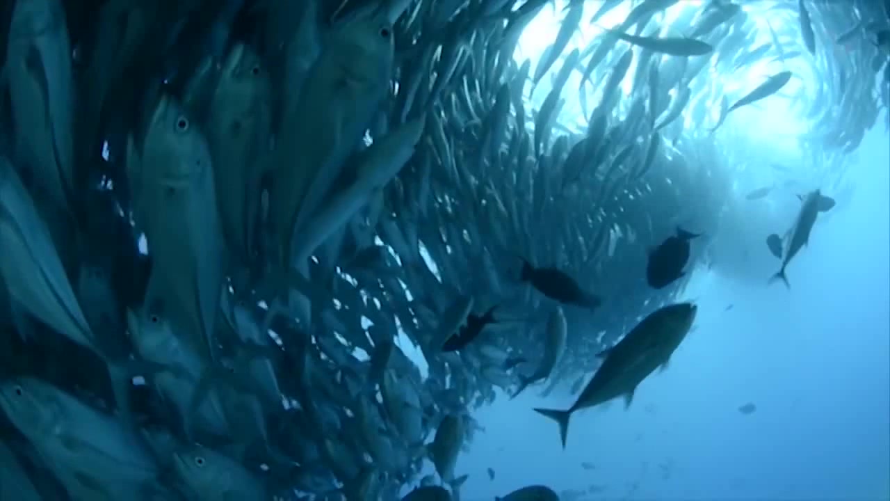 TUNA TORNADO - Huge Swarm of Jack Fish Dwarf Scuba Diver - Coub