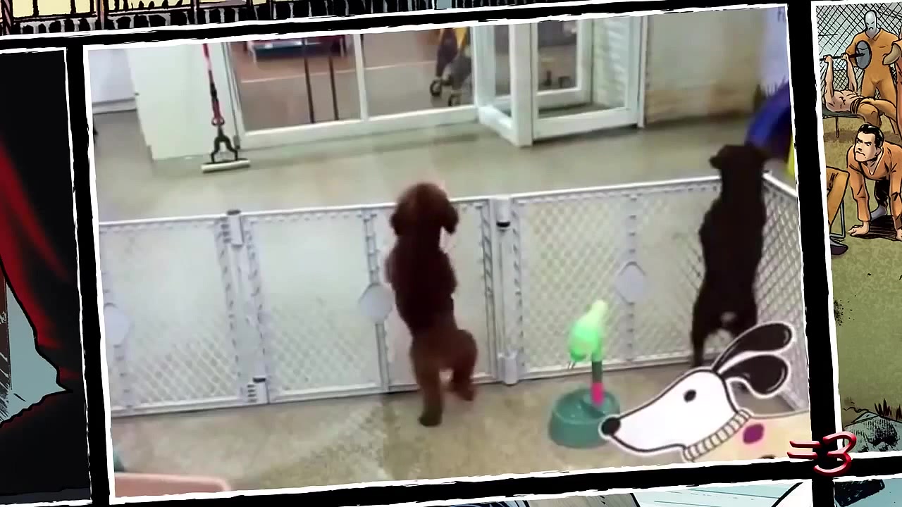 Dogs workout video (Equals three) - Coub - The Biggest Video Meme Platform