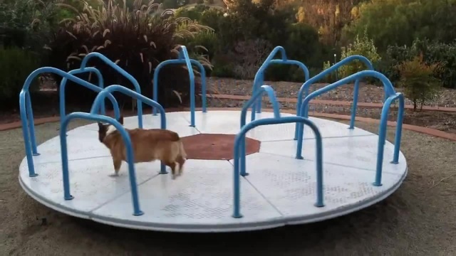 Carousel - Coub - The Biggest Video Meme Platform