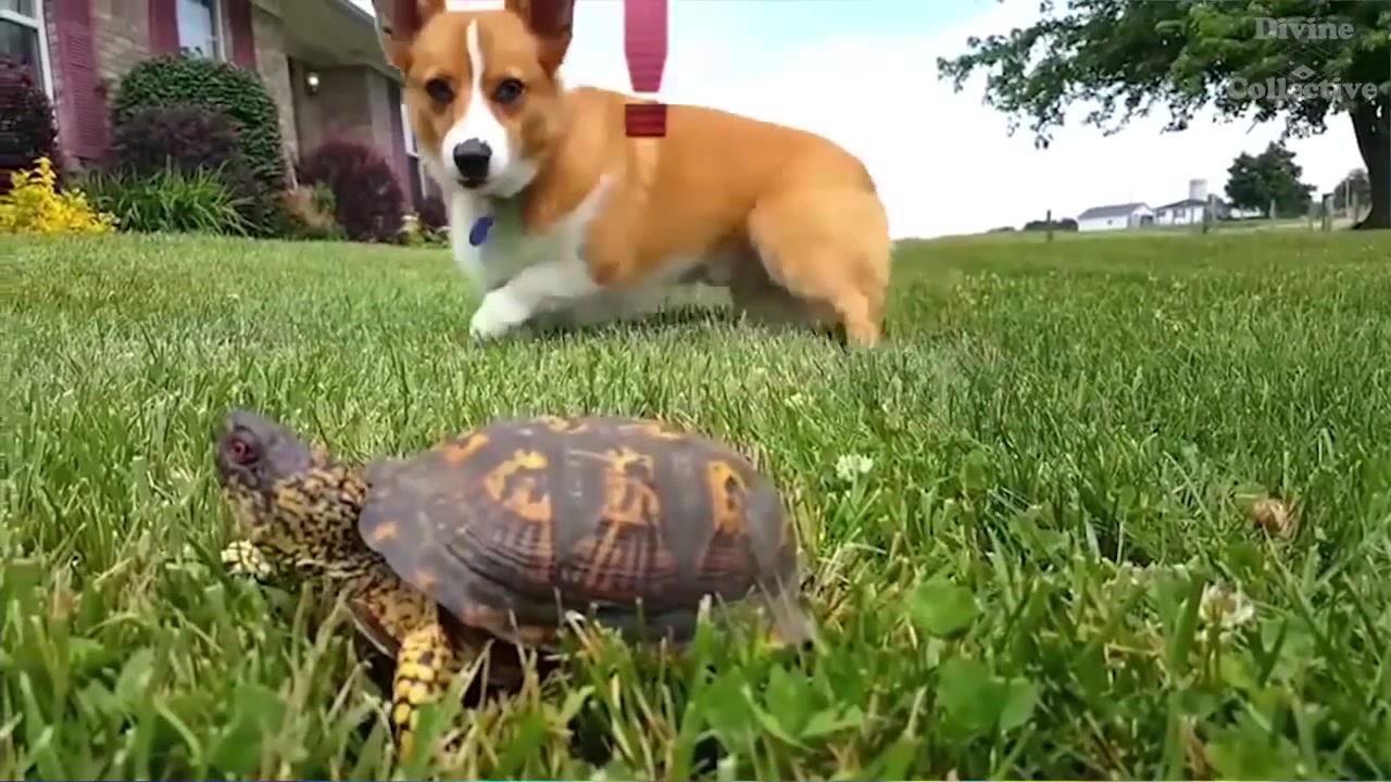 Doggo does alert! - Coub