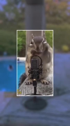 Beatbox animal - Coub