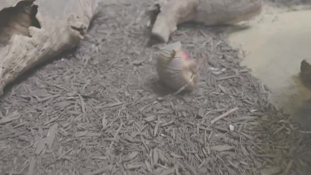 Play - Coub - The Biggest Video Meme Platform