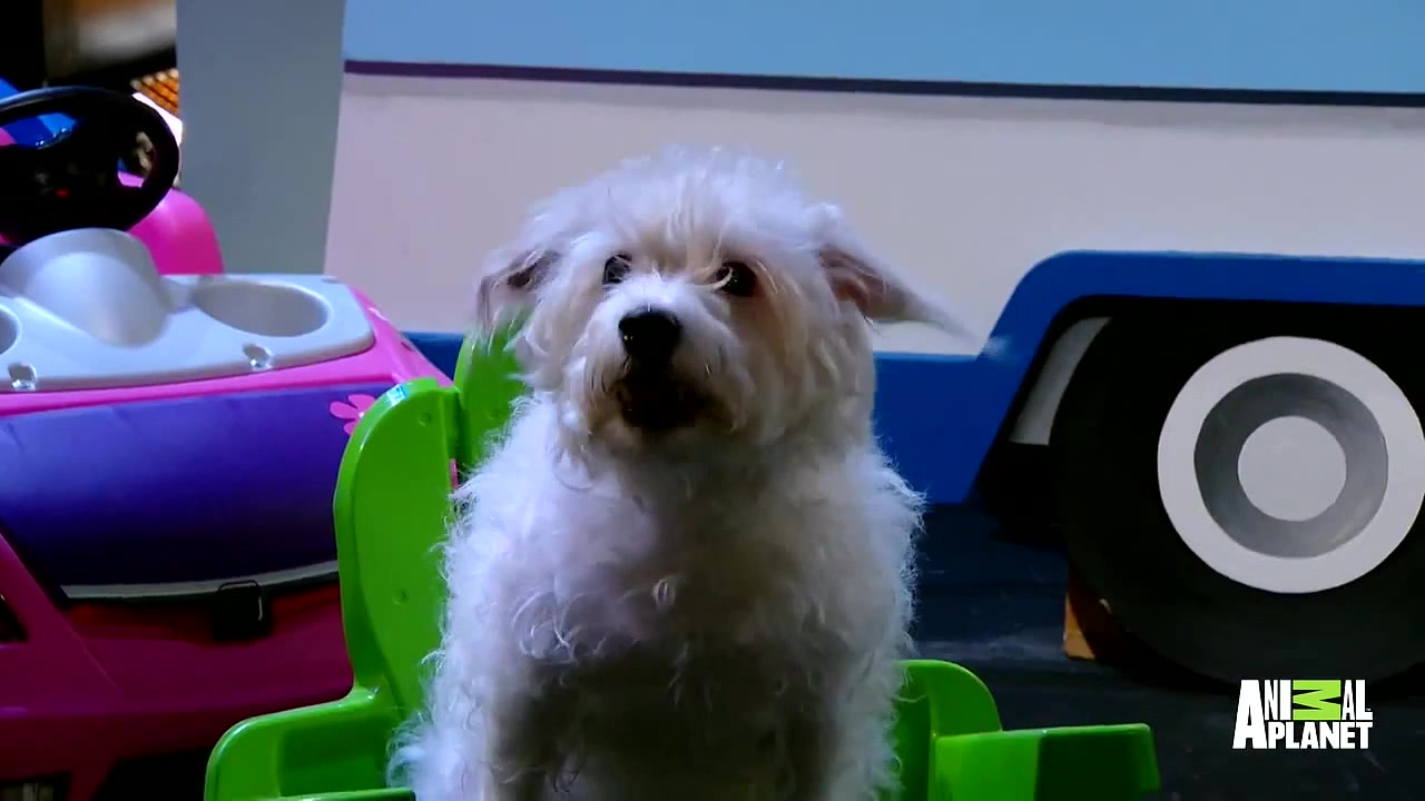 CUTENESS EXPLOSION - Coub