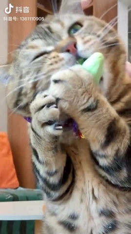 Om nom nom nom - Coub