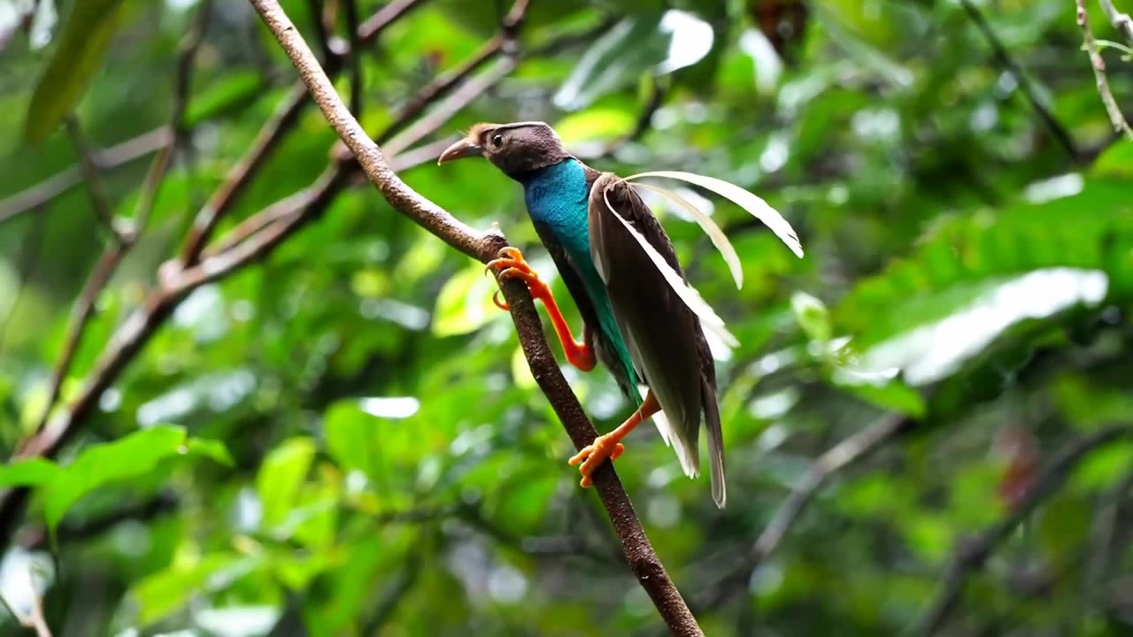 Standardwing bird of paradise - Coub