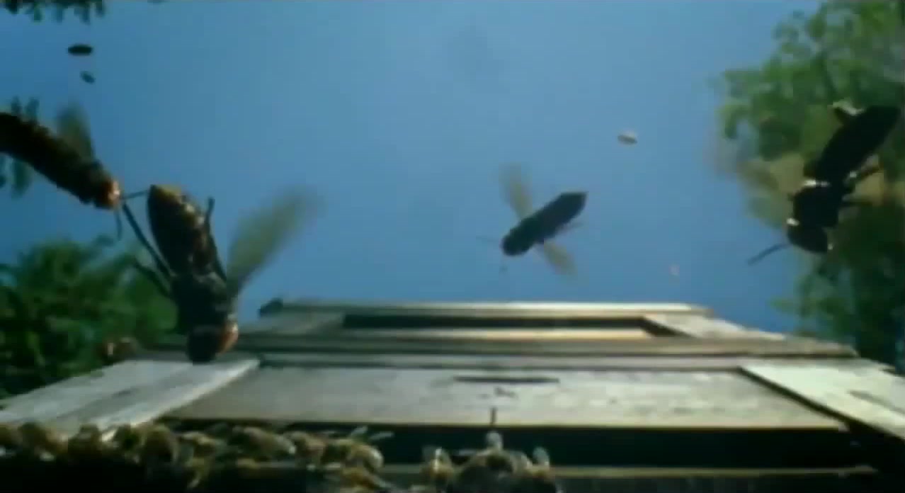 The Matrix - Bee Edition - Coub